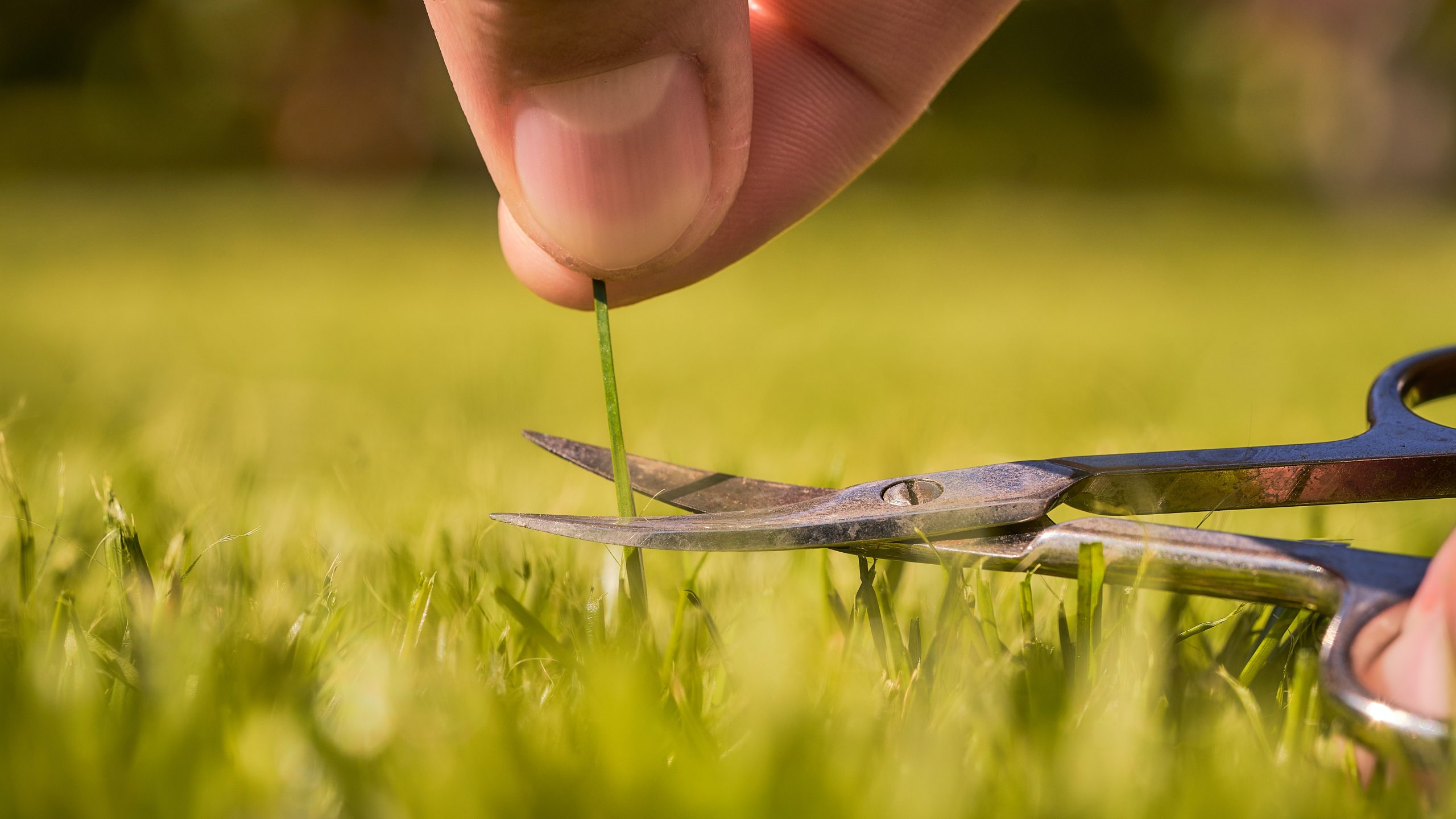 Identifying and Controlling Lawn Weeds - Year Round Yard Maintenance